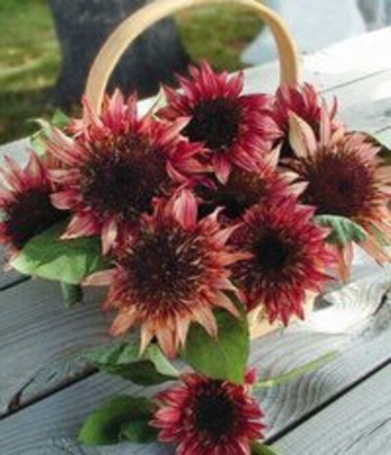Helianthus Annuus Double Dandy