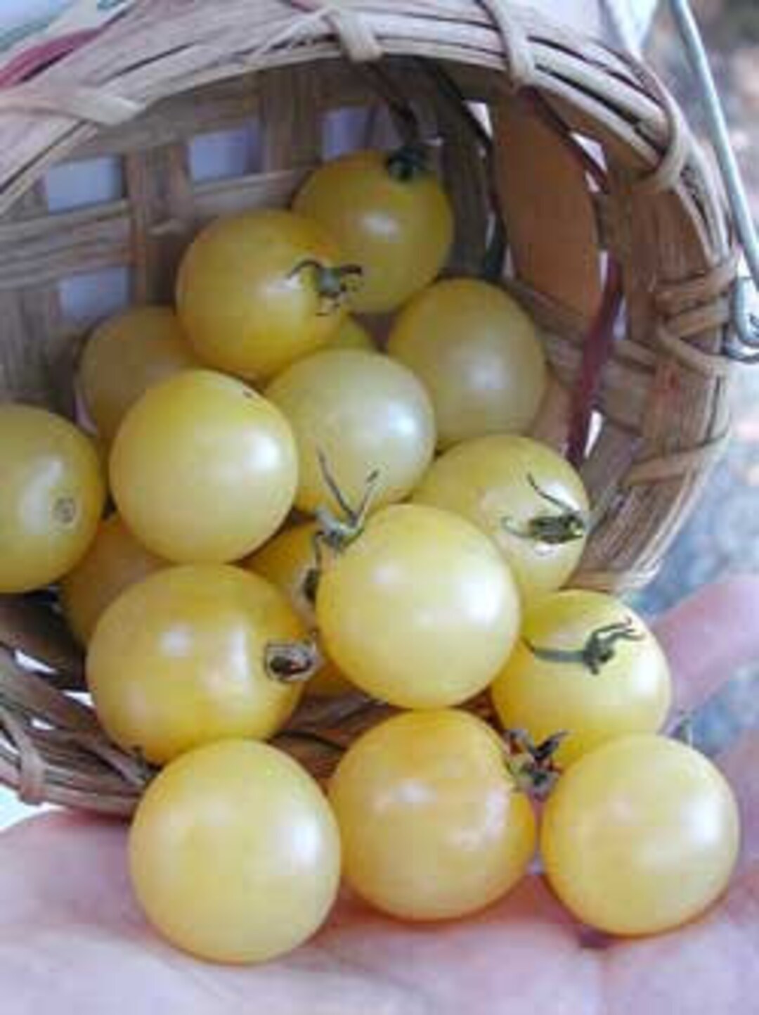 VTC SNOW WHITE Cherry Tomatoseedswho Knew - Etsy