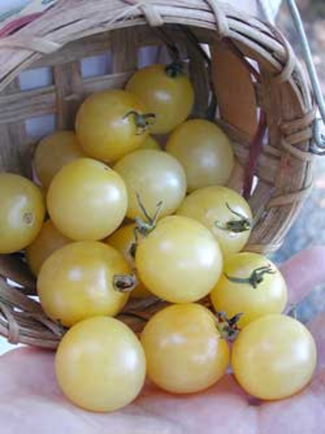 VTC SNOW WHITE Cherry Tomatoseedswho Knew - Etsy