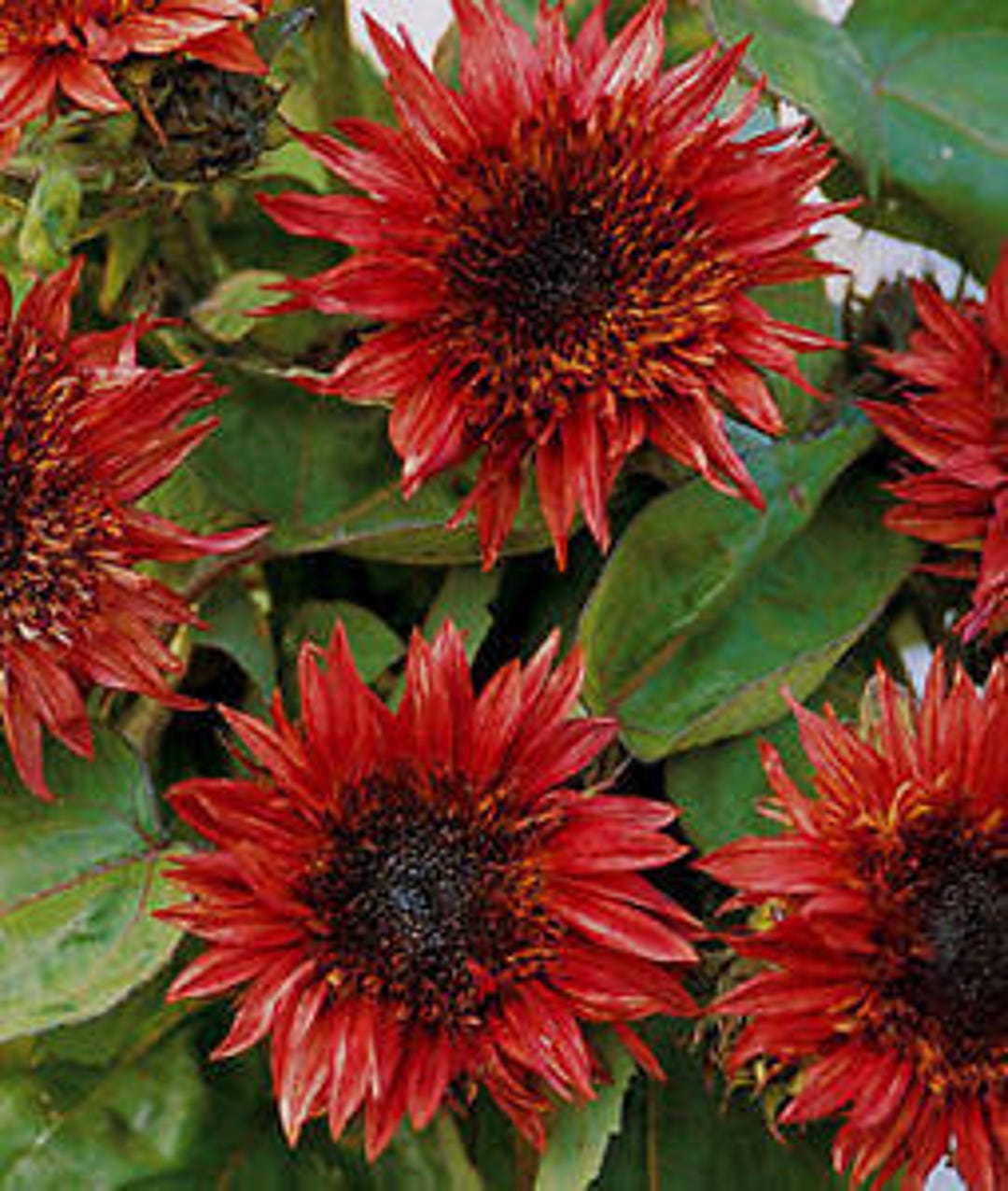 ASUDOUBLE DANDY Sunflowerseedslovely Auburn-red - Etsy