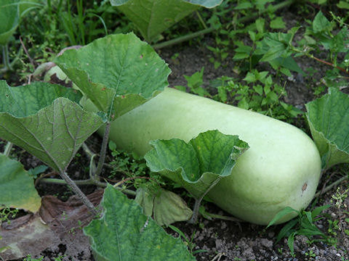 VGH ZUCCA Gourdseeds make Your Own African - Etsy