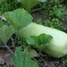 VGH ZUCCA Gourdseeds make Your Own African - Etsy