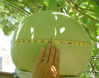8 Giant Zucca Gourd Seeds-1175 - Etsy