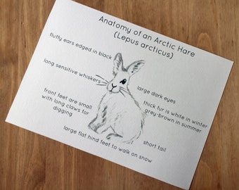 Arctic hare | Etsy