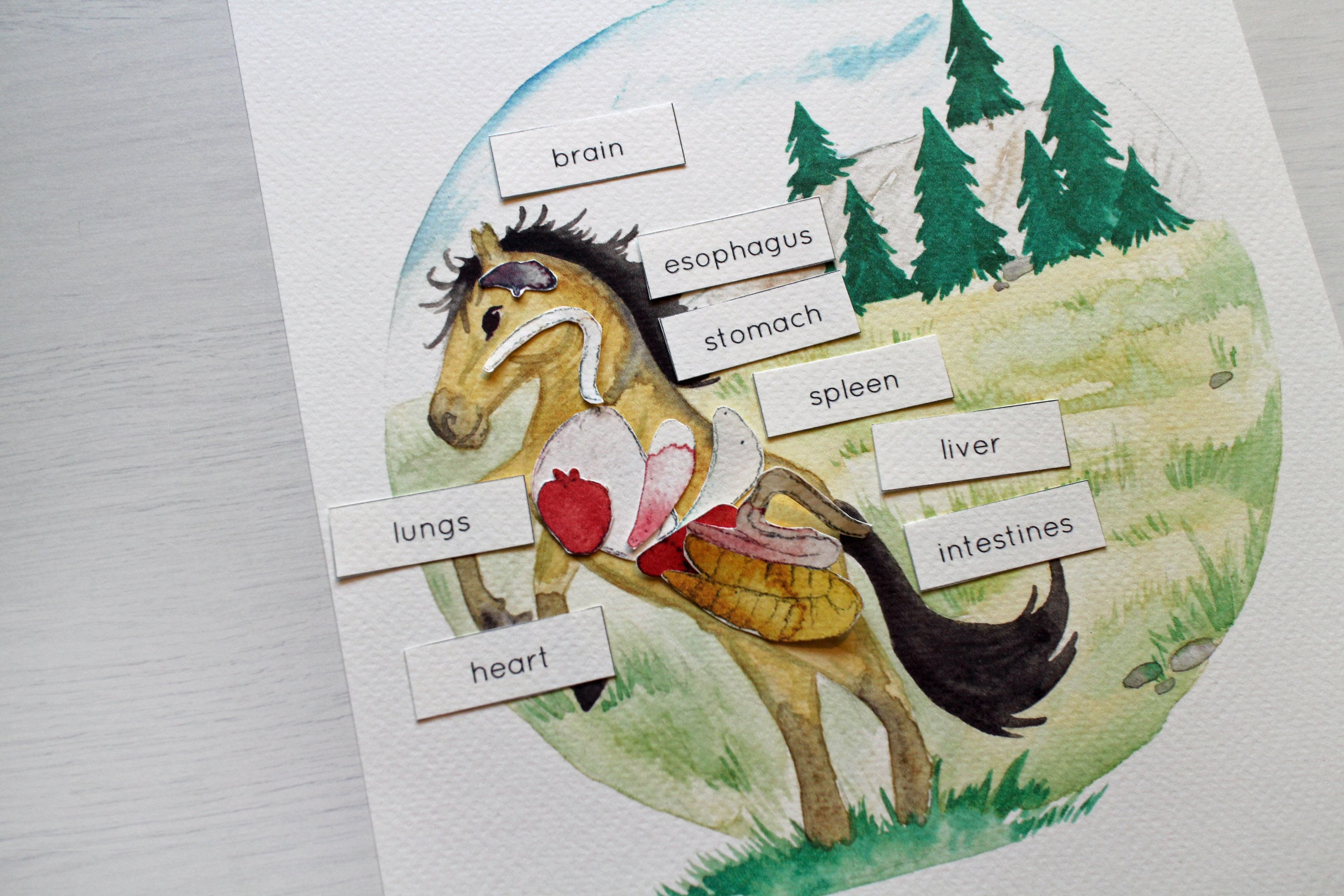 Horse Anatomy Interactive Printable Poster Anatomy of a | Etsy