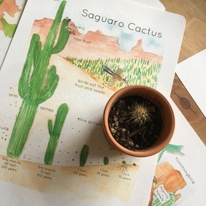 Desert Early Years Complete Curriculum Unit | Preschool | Instant ...