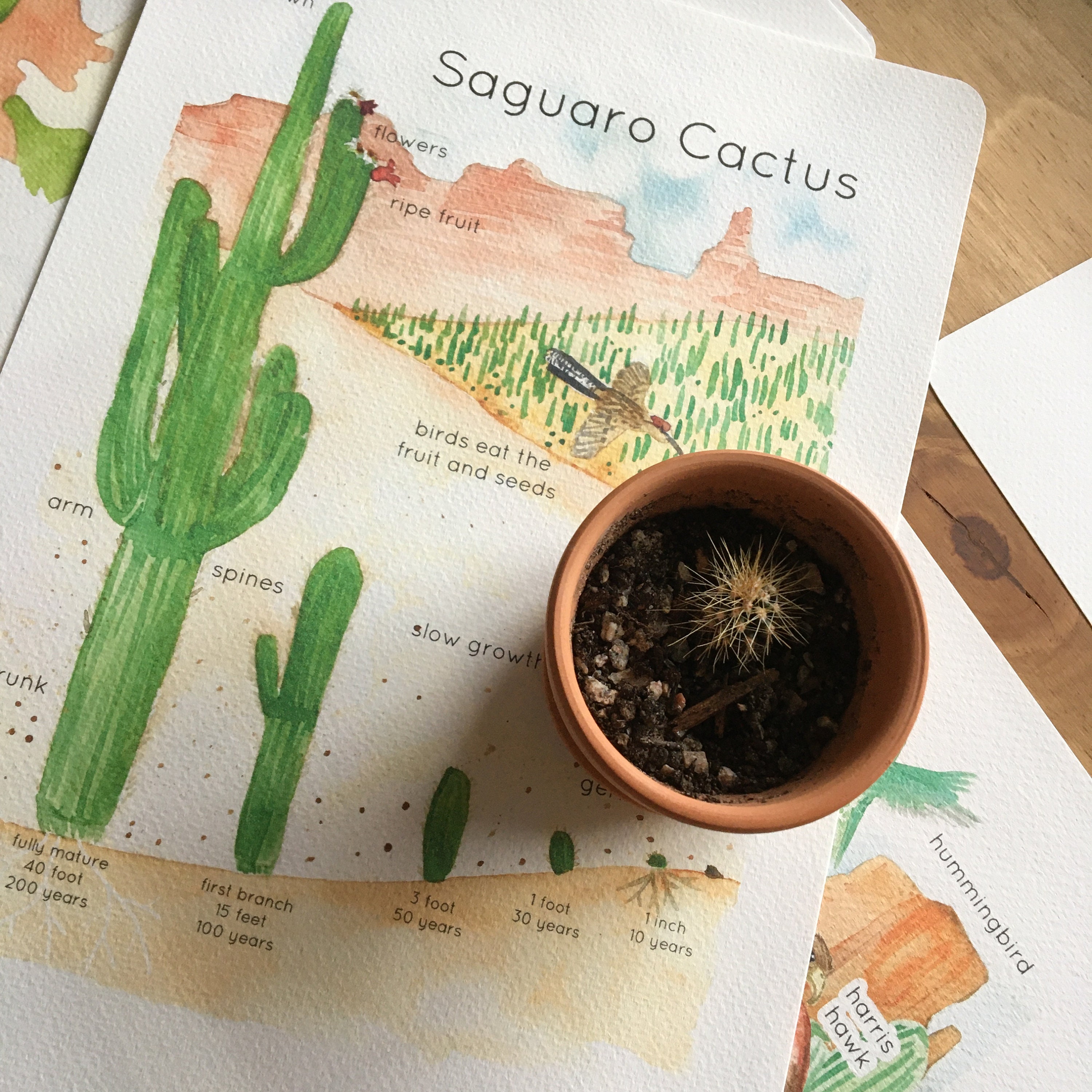 Desert Early Years Complete Curriculum Unit Preschool - Etsy UK