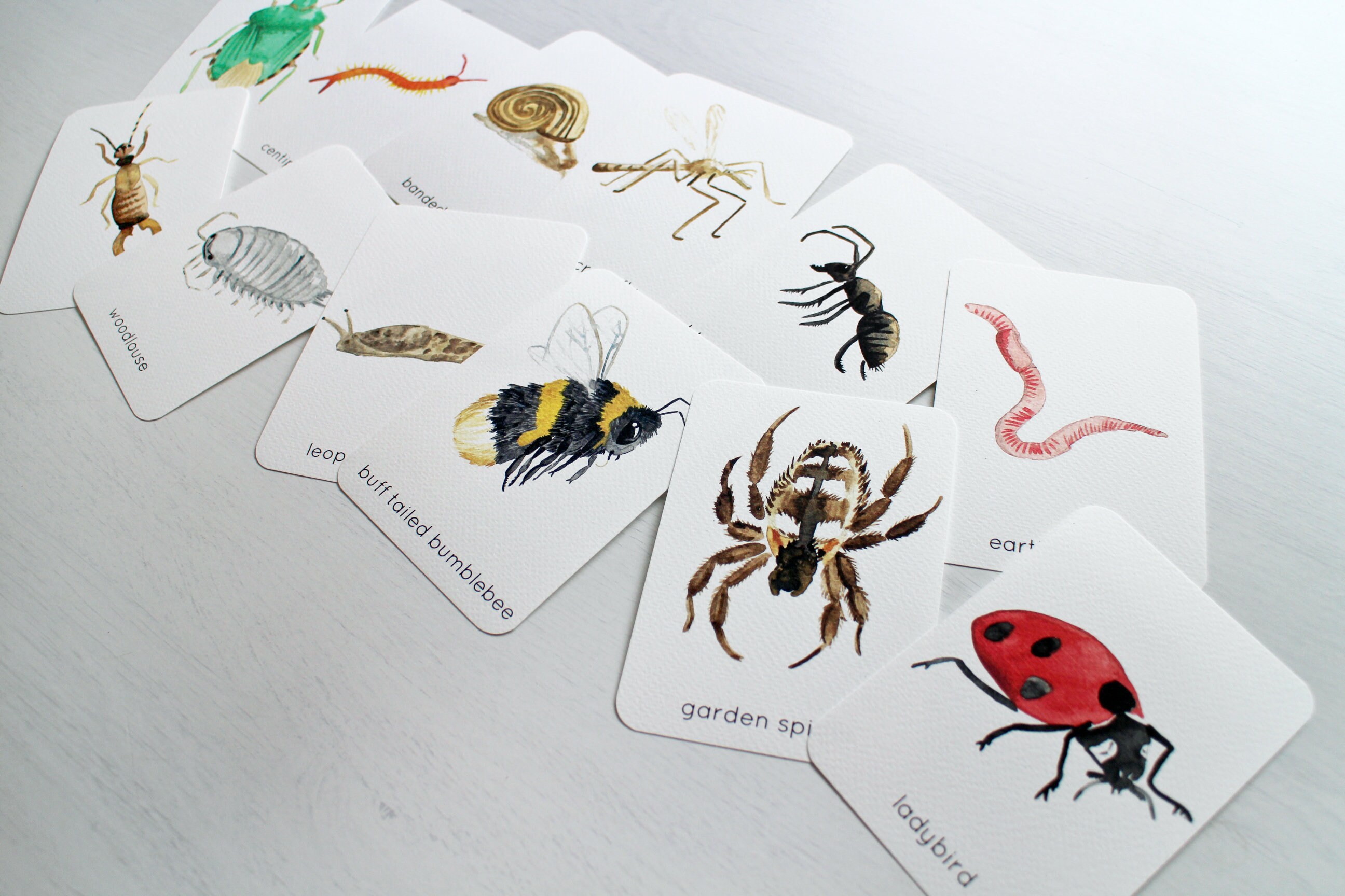 Minibeast Nature Pack Watercolour Nature Journaling | Etsy