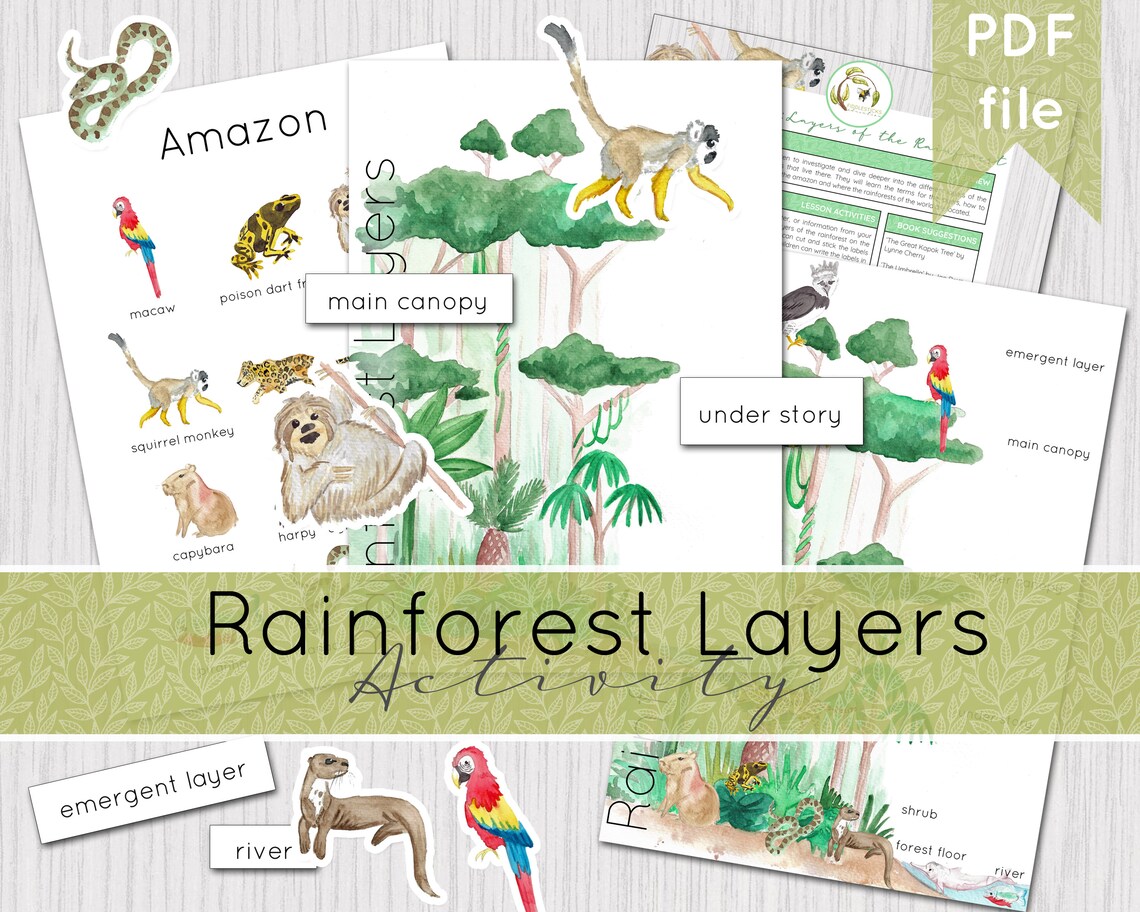 Rainforest Layers Printable Activity Instant Download - Etsy UK