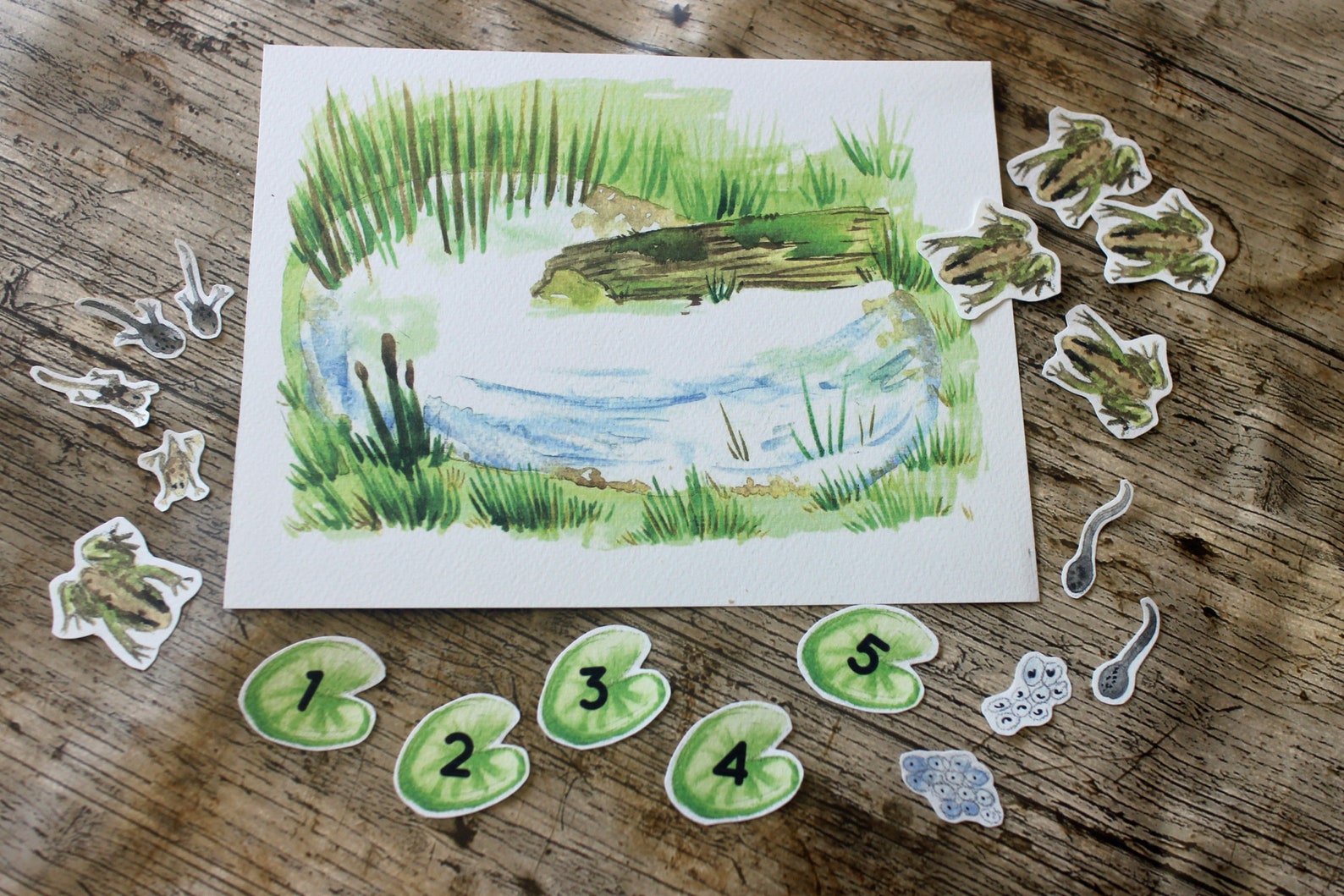 Frog Nature Pack Printable Nature Study Includes 1 Poster | Etsy