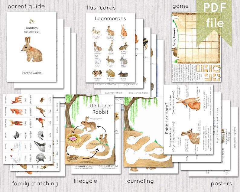 Rabbit & Lagomorph Nature Study Pack European Rabbit - Etsy