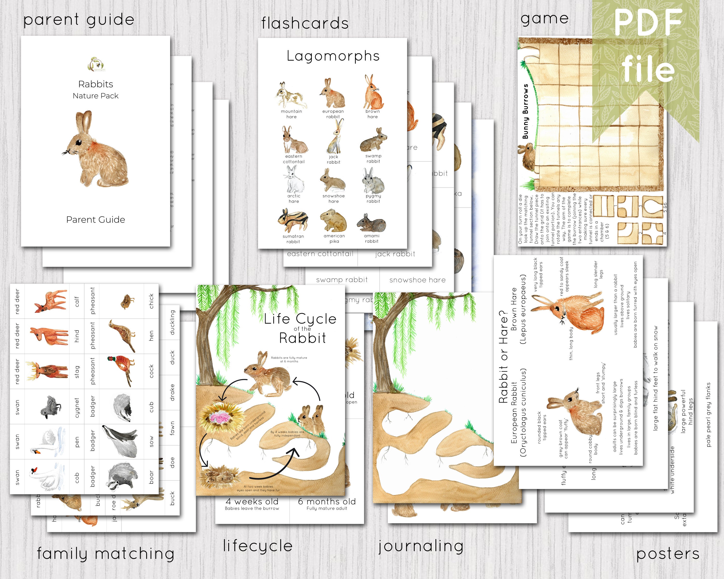 Rabbit & Lagomorph Nature Study Pack European Rabbit | Etsy UK