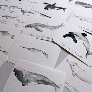 Whales and Dolphins Nature Pack | Marine Biology, Ocean Mammals and ...