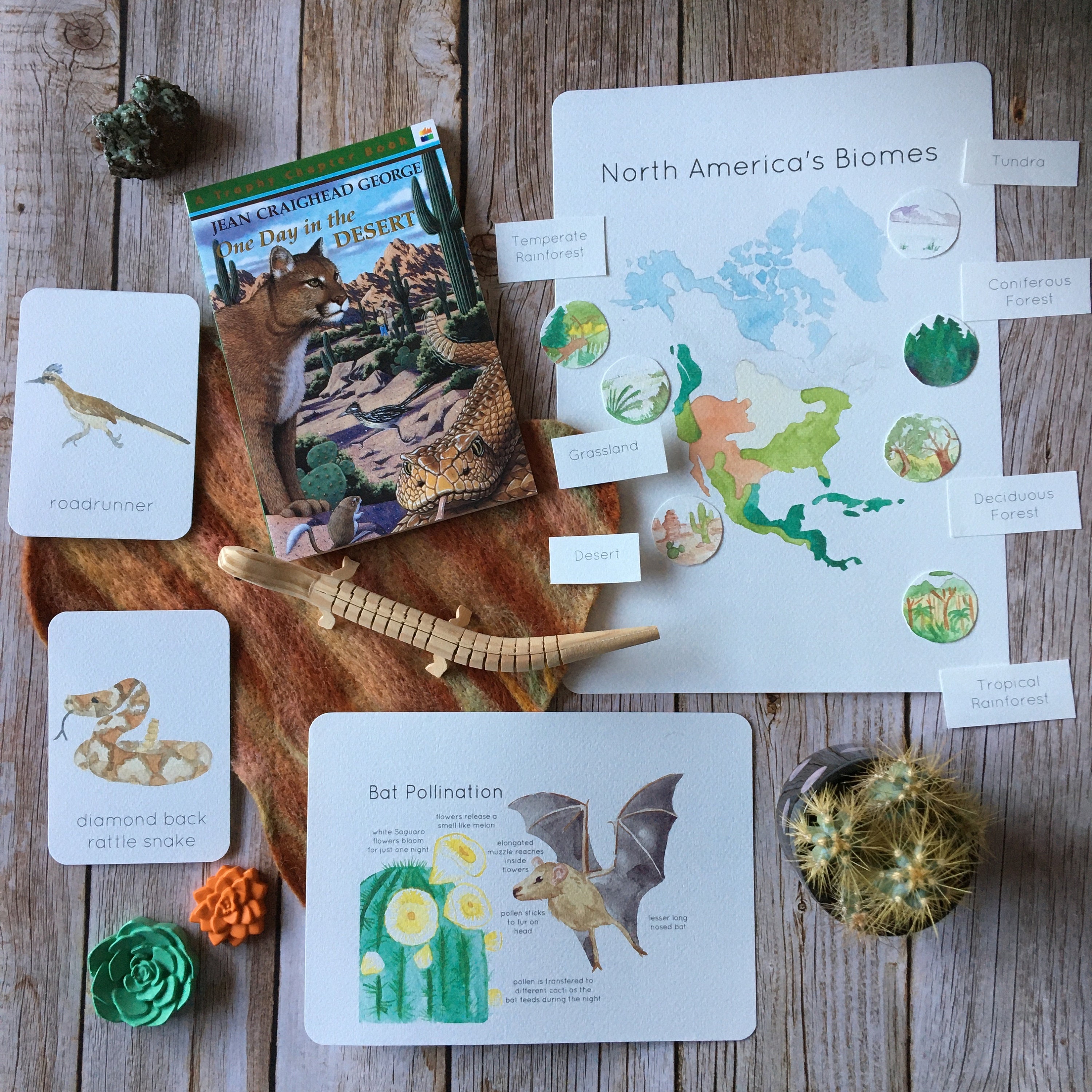 Sonoran Desert Nature Pack North American Nature Study - Etsy