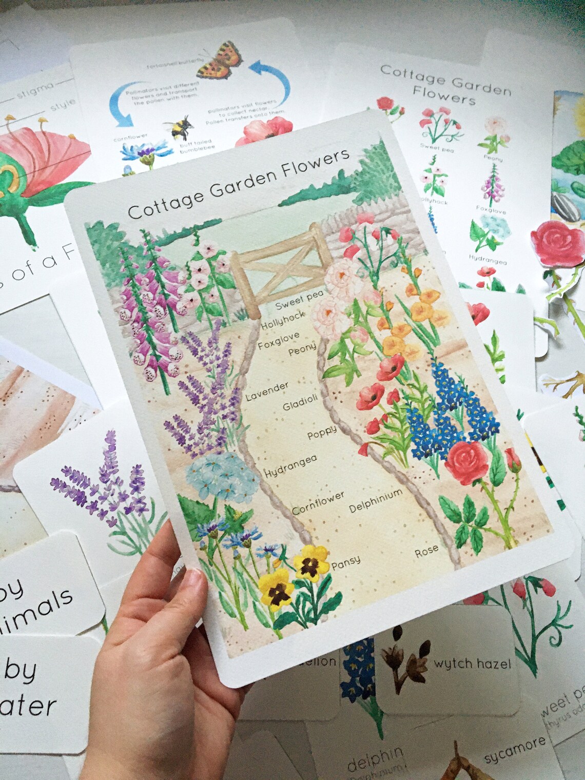 Cottage Garden Flowers Printable Science and Nature Study Pack | Etsy