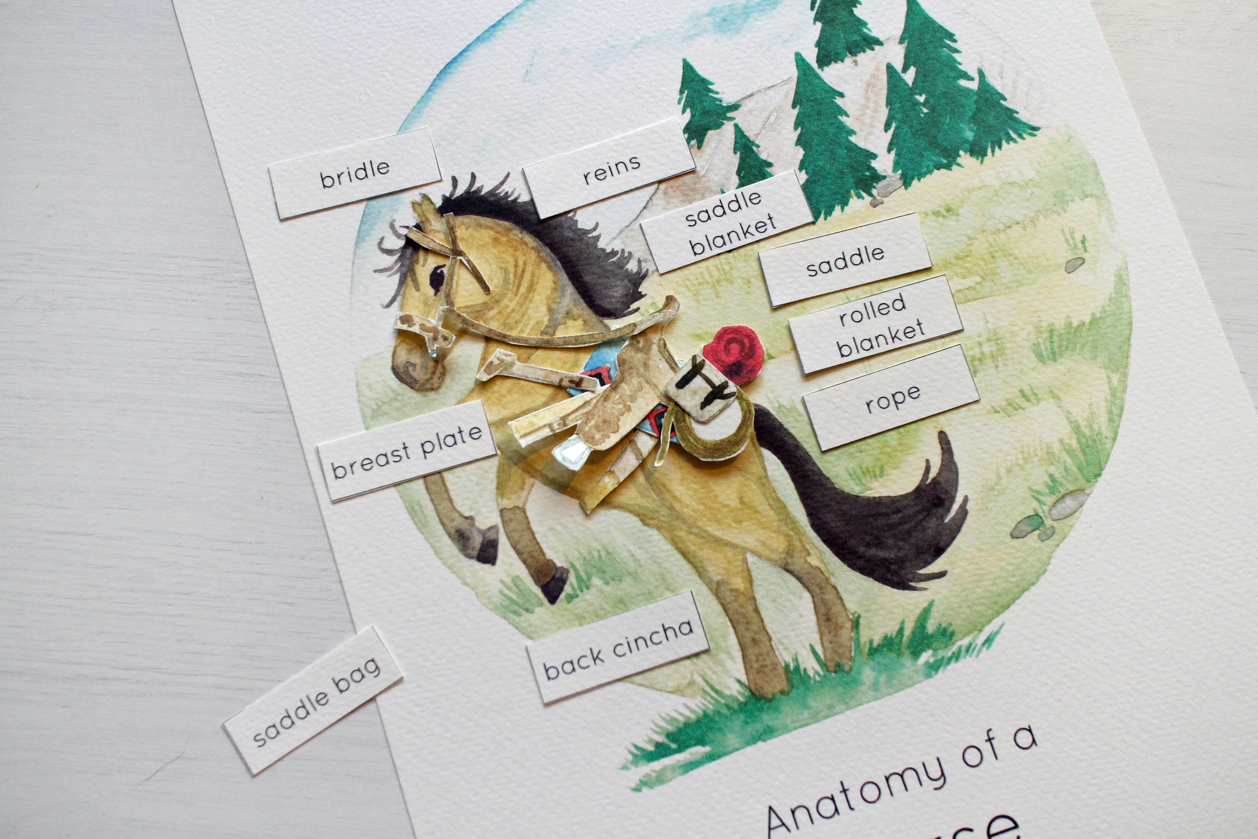 Horse Anatomy Interactive Printable Poster Anatomy of a | Etsy