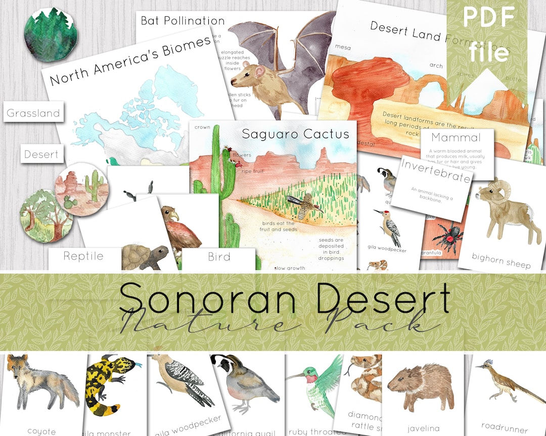 Sonoran Desert Animals Food Chain