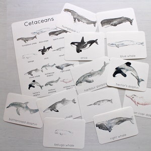 Whales and Dolphins Nature Pack | Marine Biology, Ocean Mammals and ...