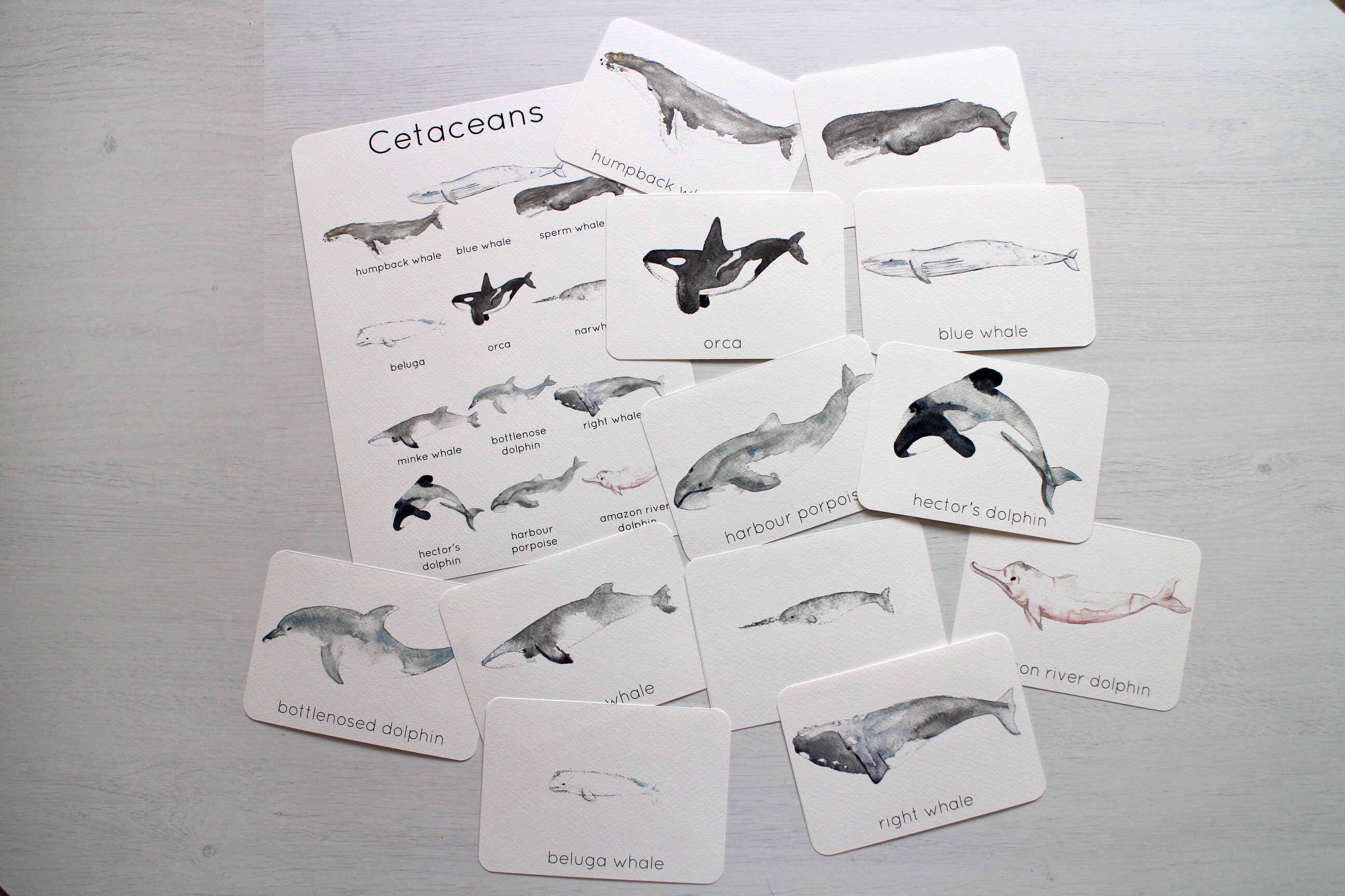 Whales and Dolphins Nature Pack Marine Biology Ocean | Etsy