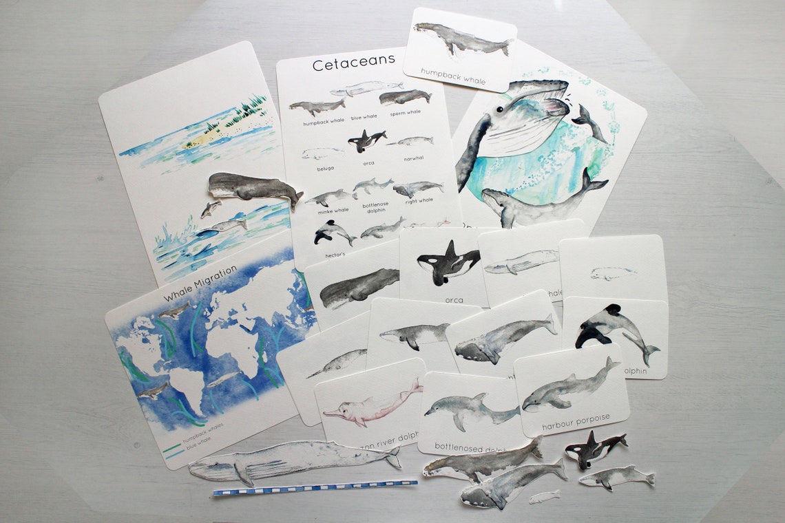 Whales and Dolphins Nature Pack Marine Biology Ocean | Etsy