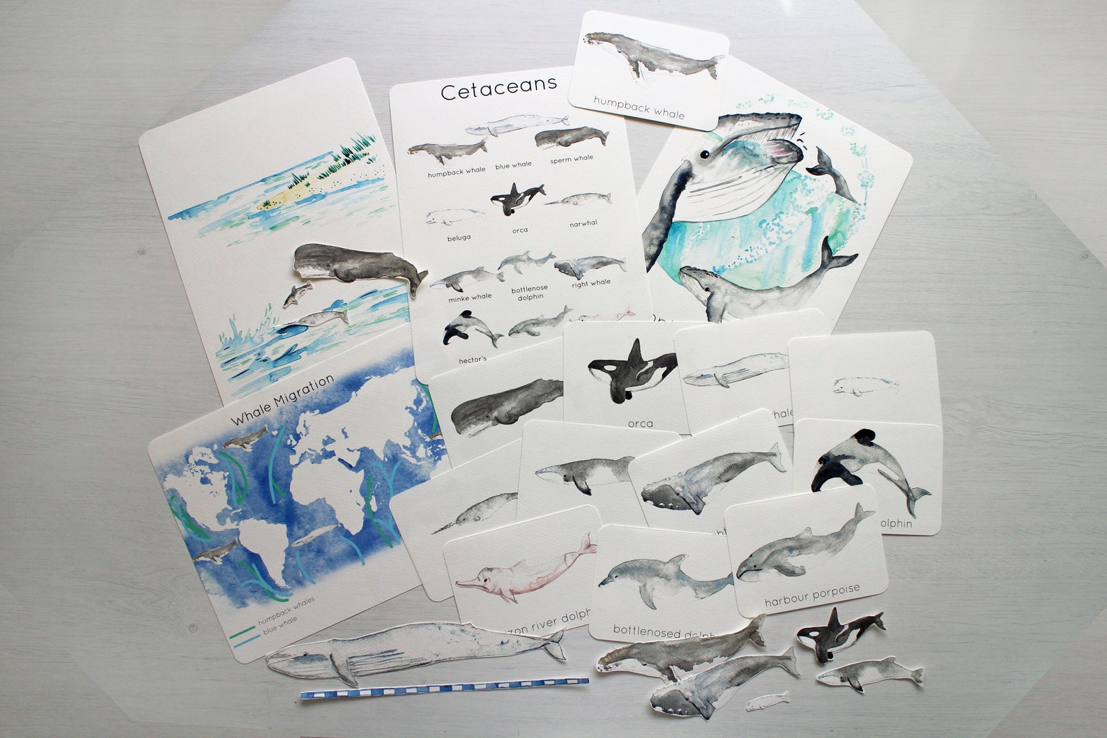 Whales and Dolphins Nature Pack Marine Biology Ocean | Etsy