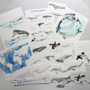 Whales and Dolphins Nature Pack | Marine Biology, Ocean Mammals and ...