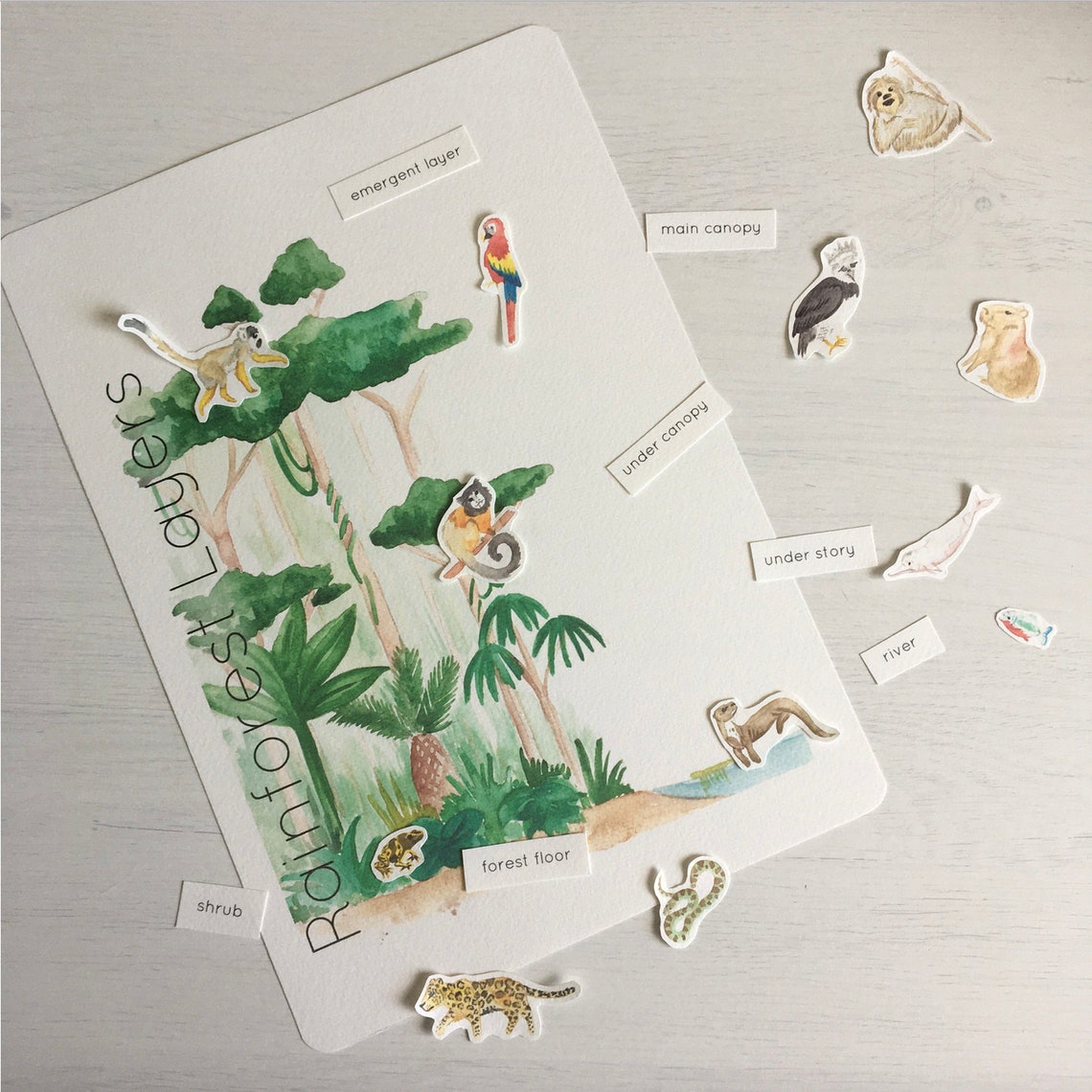 Rainforest Layers Printable Activity Instant Download - Etsy