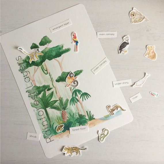 Hojas De Trabajo Sobre Las Capas De La Selva Tropical Los Guardianes