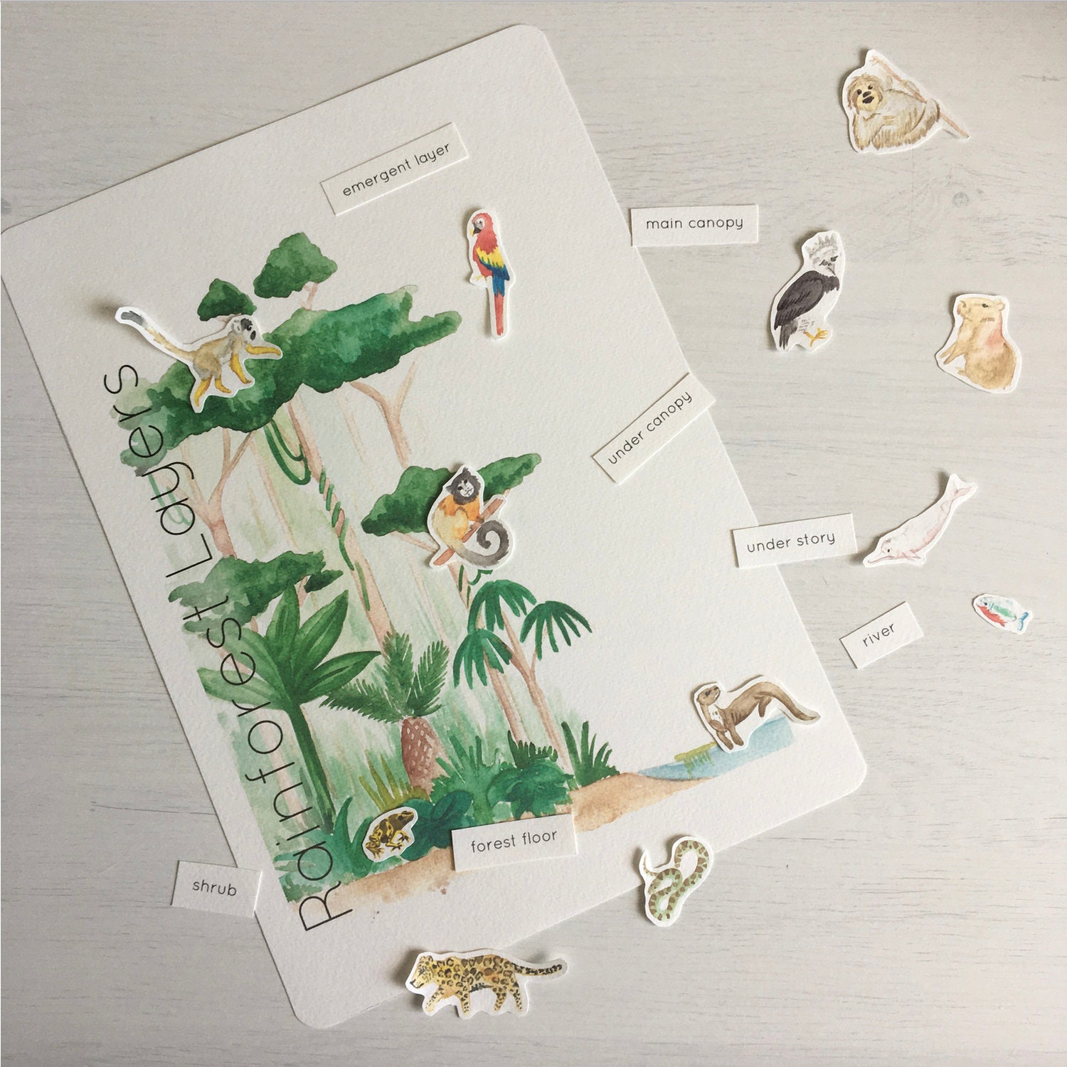 Rainforest Layers Coloring Page