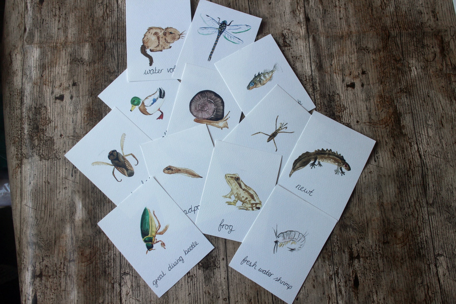 Frog Nature Pack Printable Nature Study Includes 1 Poster | Etsy