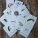 Frog Nature Pack Printable Nature Study Includes 1 Poster - Etsy