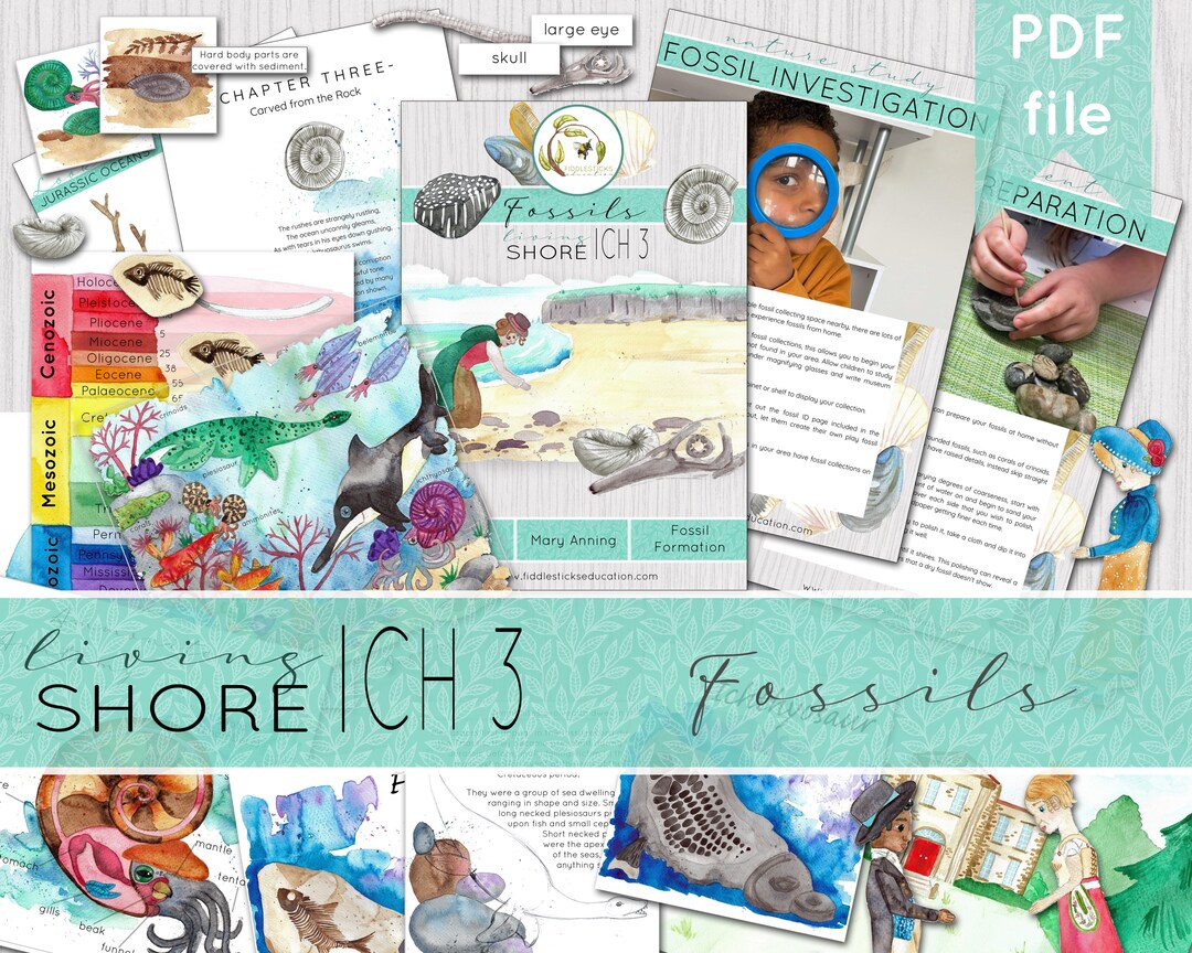 Fossils | Living SHORE Ch 3 | Complete Homeschool Nature Study Unit ...