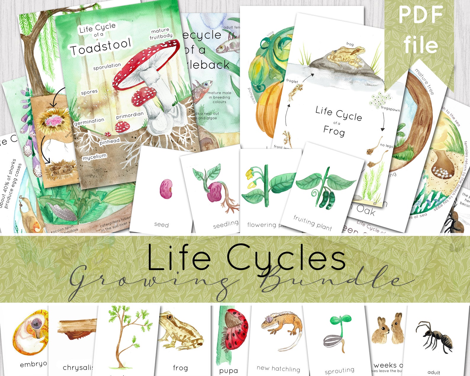 Life Cycle Bundle Access to All My Life Cycle Posters & - Etsy