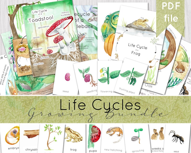 Life Cycle Bundle Access to All My Life Cycle Posters & - Etsy