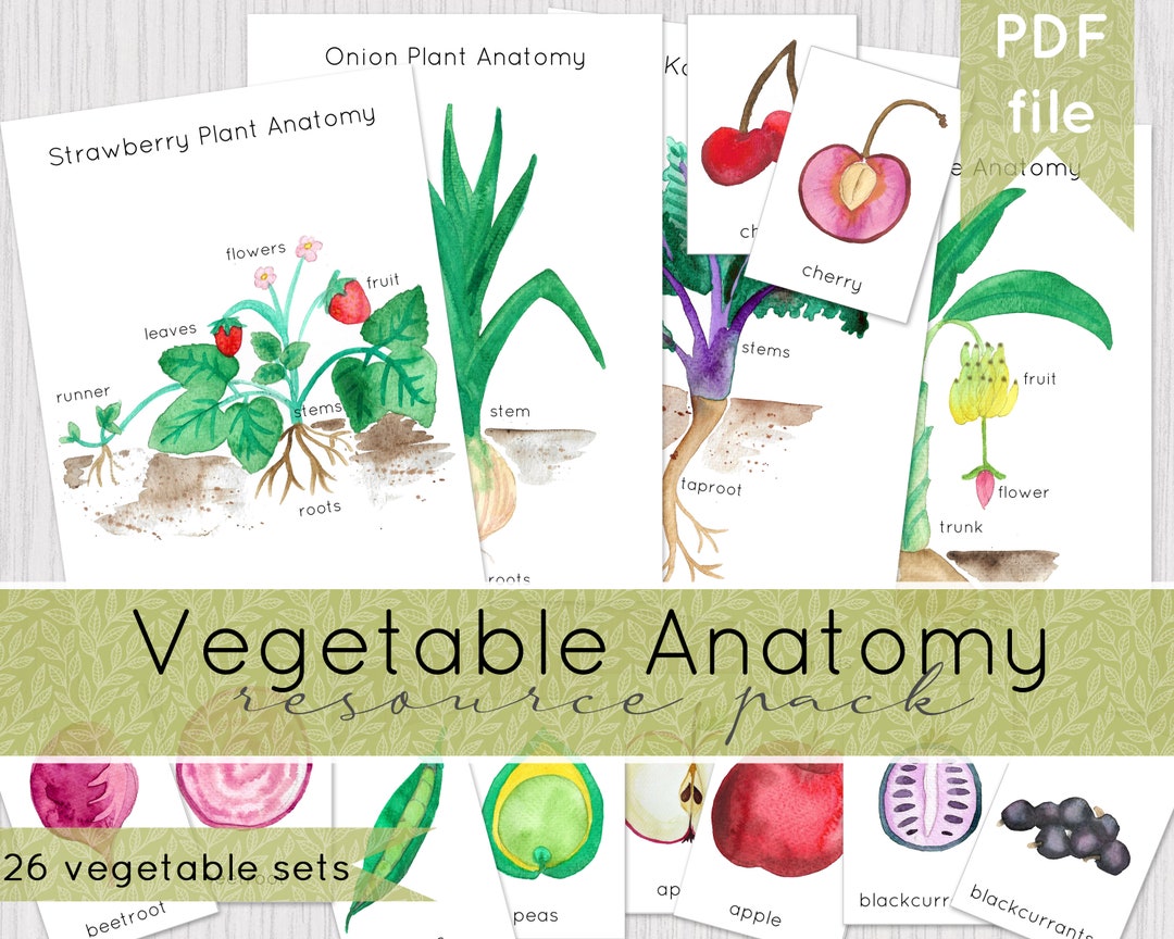 Vegetable Anatomy Resource Pack | Digital Download - Etsy
