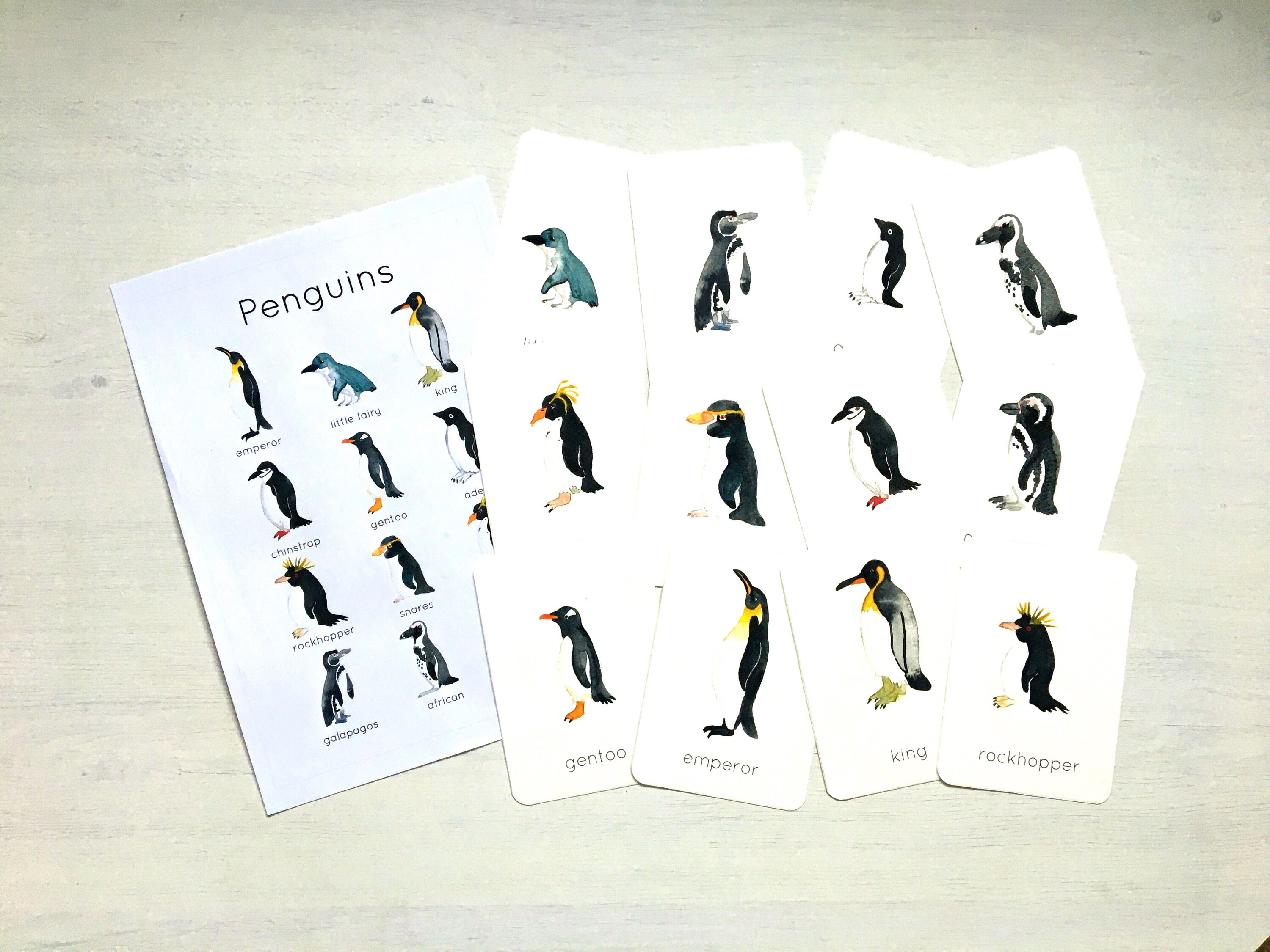 Penguin Flashcards | Etsy Canada