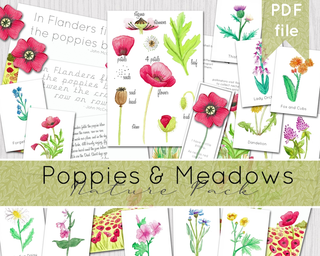 Poppy Nature Pack | Wild Flower Nature Study | Remembrance Day ...