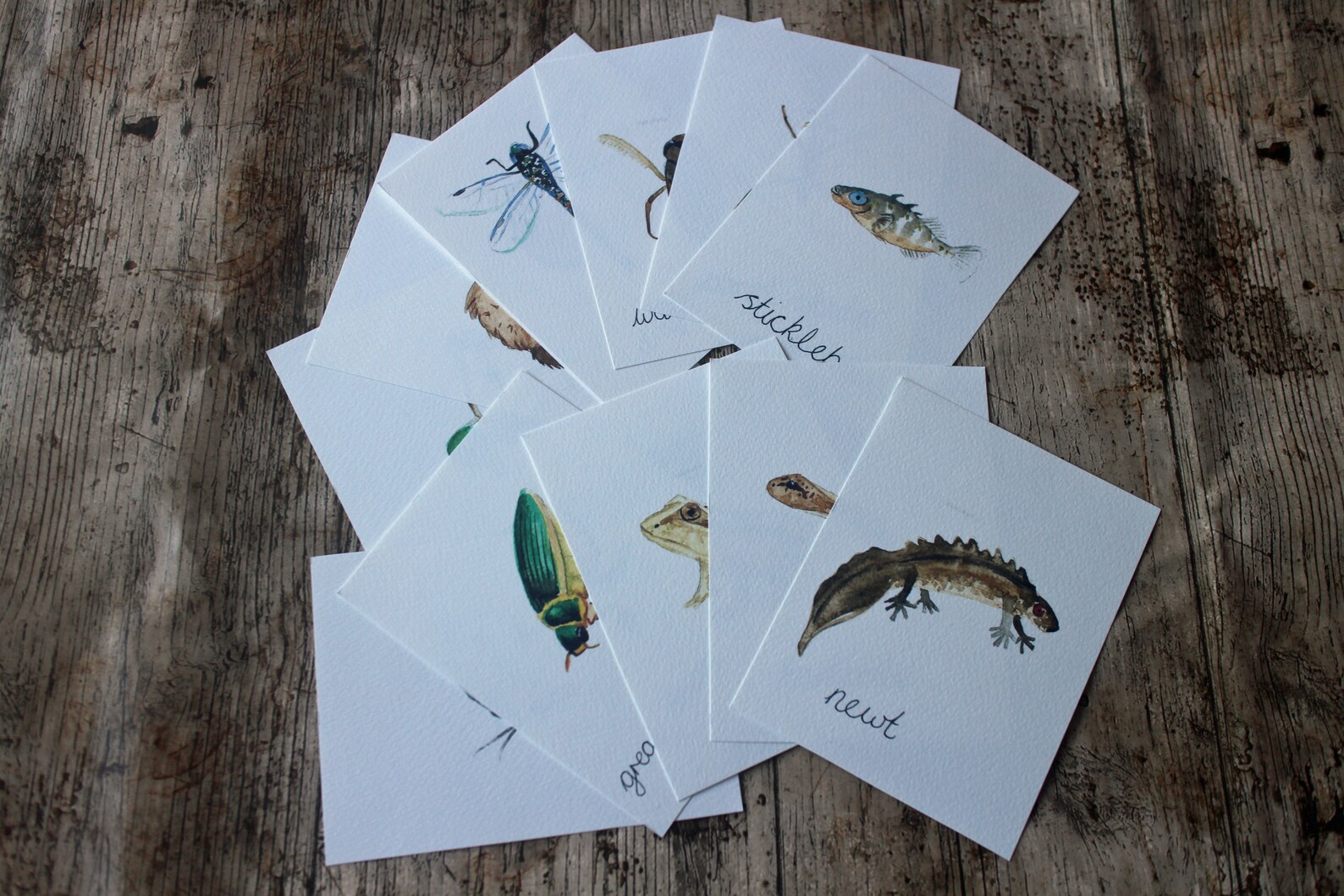 Pond Life Animal Flashcards Set of 12 Prints Educational | Etsy