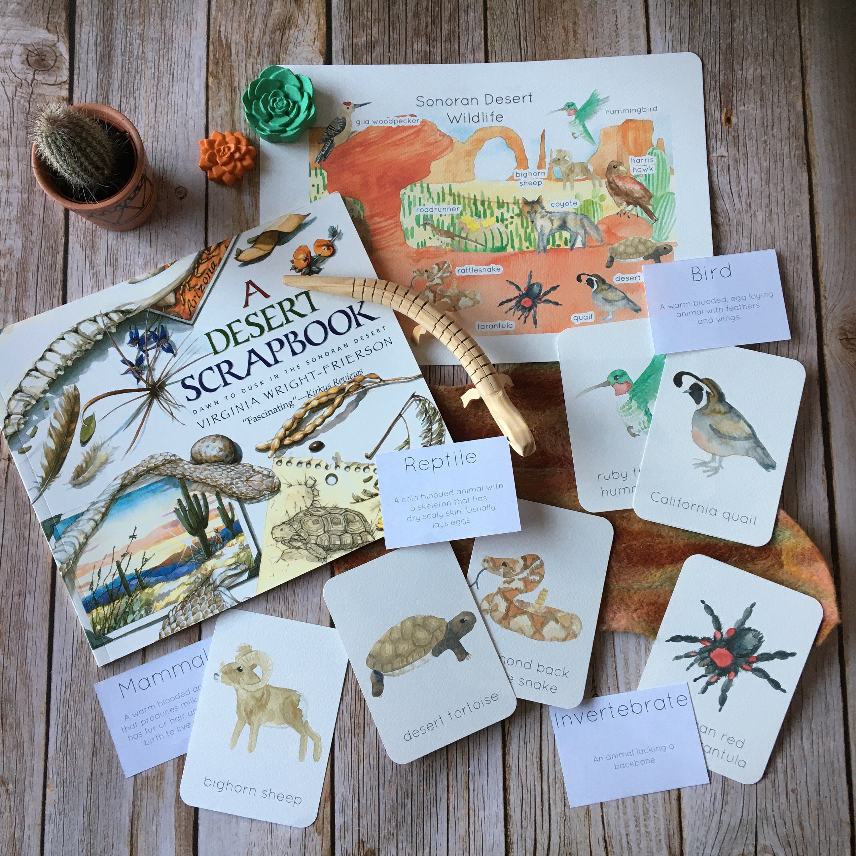 Sonoran Desert Nature Pack North American Nature Study - Etsy