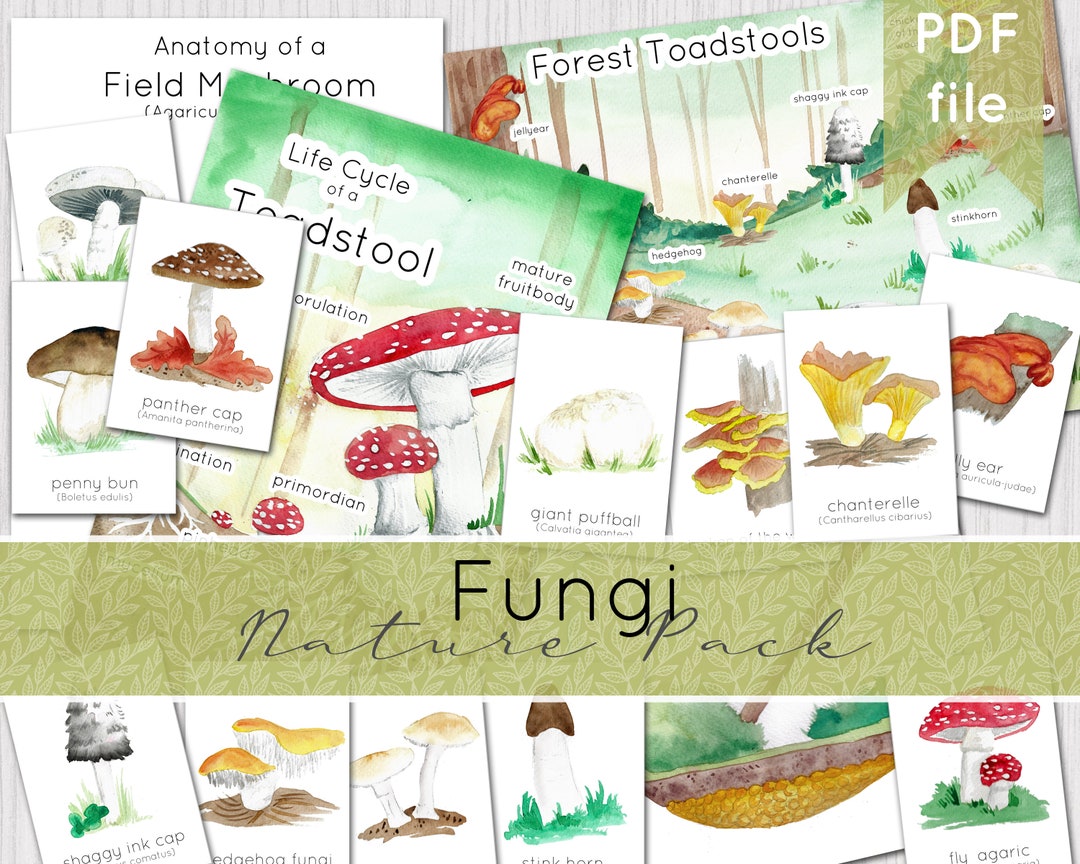 Fungi Nature Pack | Autumn Woodland | Nature Study | DIGITAL DOWNLOAD ...