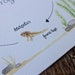 Frog Nature Pack Printable Nature Study Includes 1 Poster - Etsy