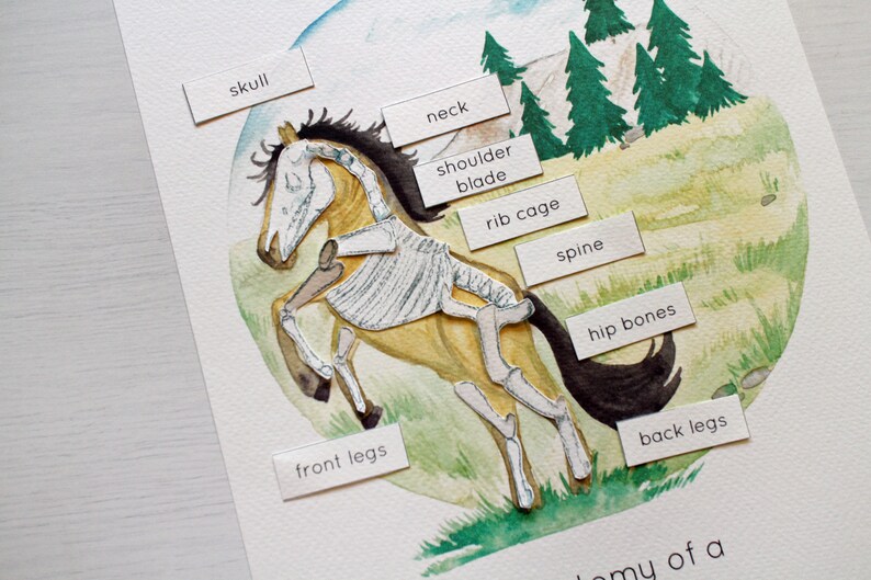 Horse Anatomy Interactive Printable Poster Anatomy of a | Etsy