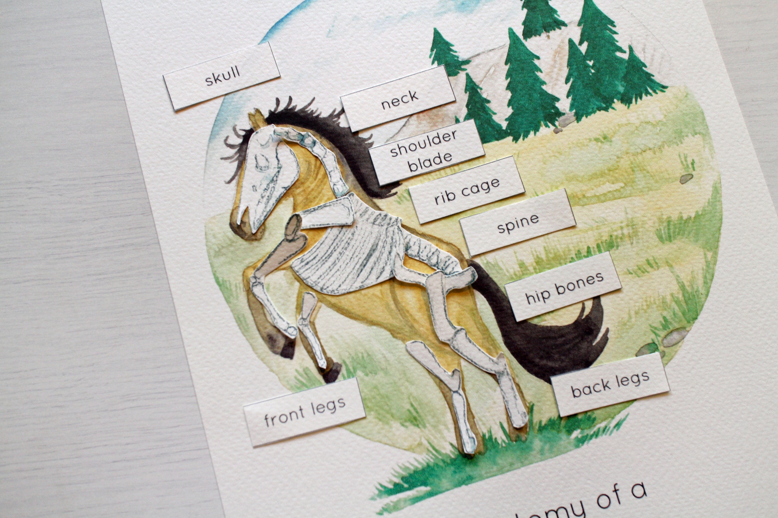 Horse Anatomy Interactive Printable Poster Anatomy of a | Etsy