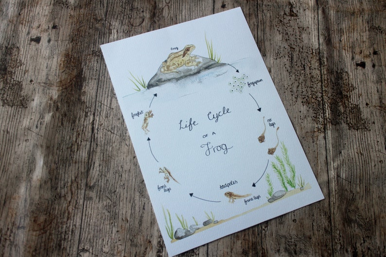 Frog Nature Pack Printable Nature Study Includes 1 Poster | Etsy