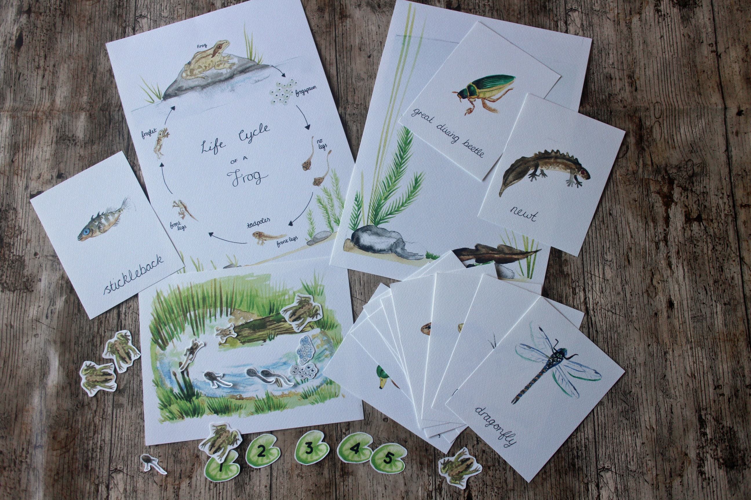Frog Nature Pack Printable Nature Study Includes 1 Poster | Etsy UK