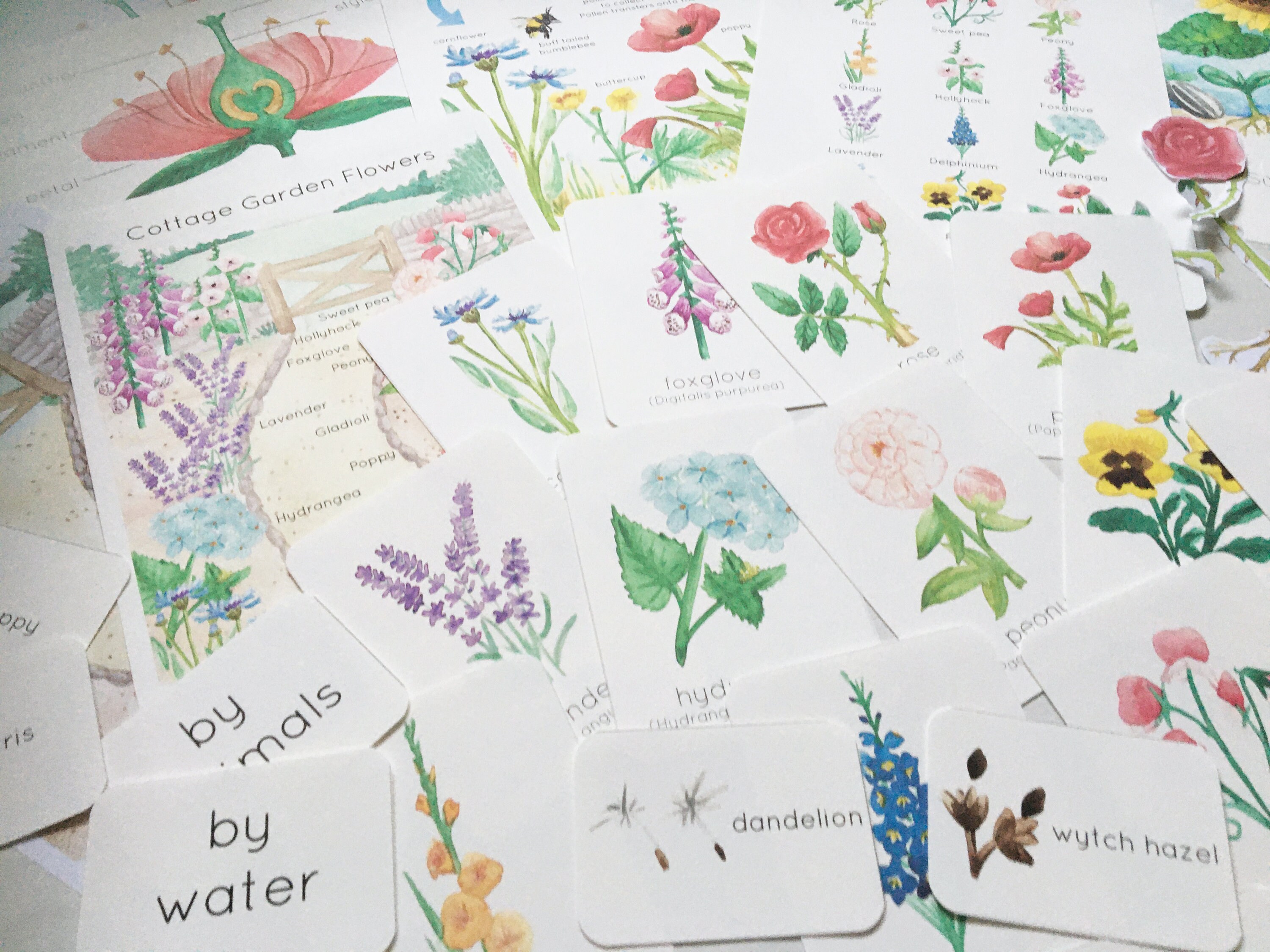 Cottage Garden Flowers Printable Science and Nature Study Pack - Etsy UK