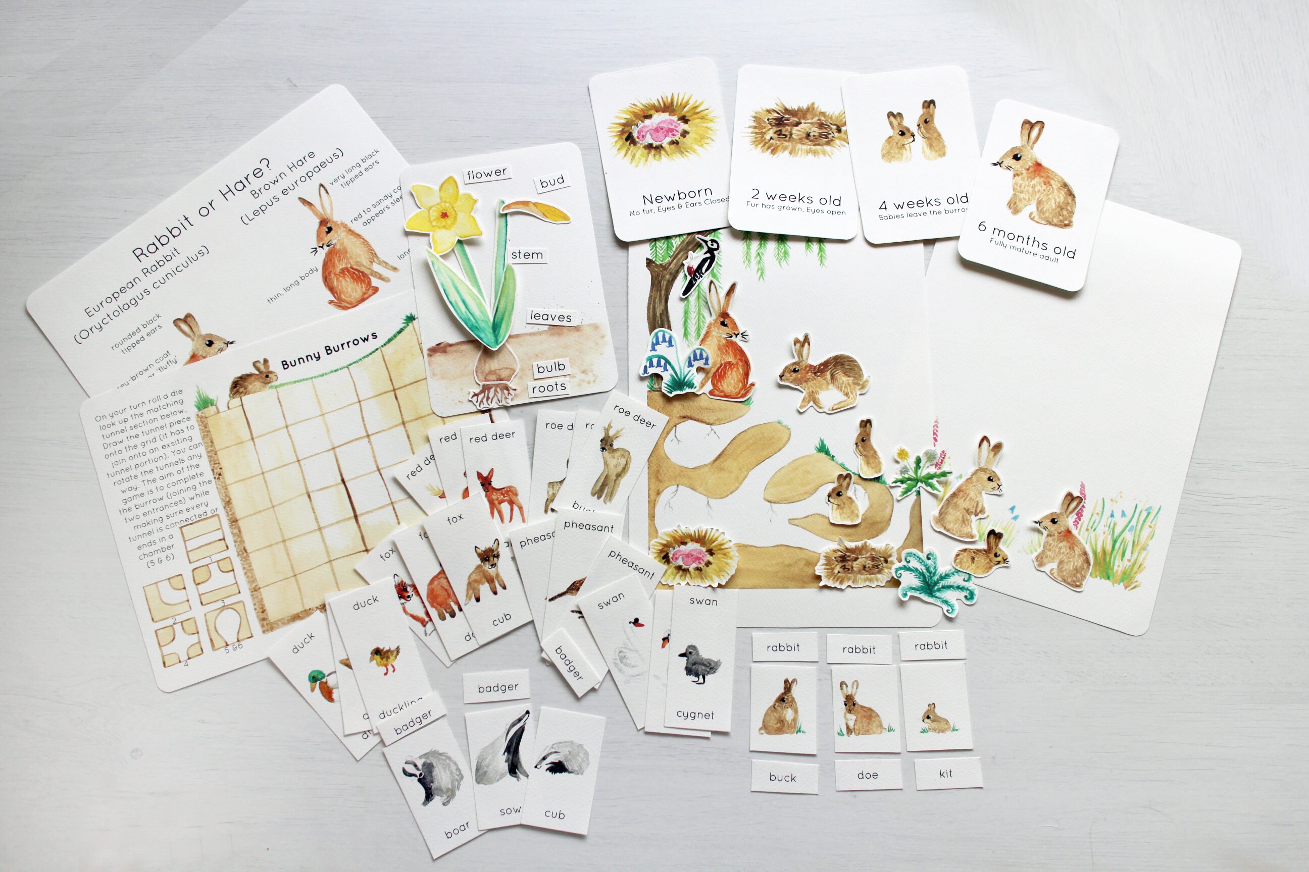 Rabbit & Lagomorph Nature Study Pack European Rabbit | Etsy UK