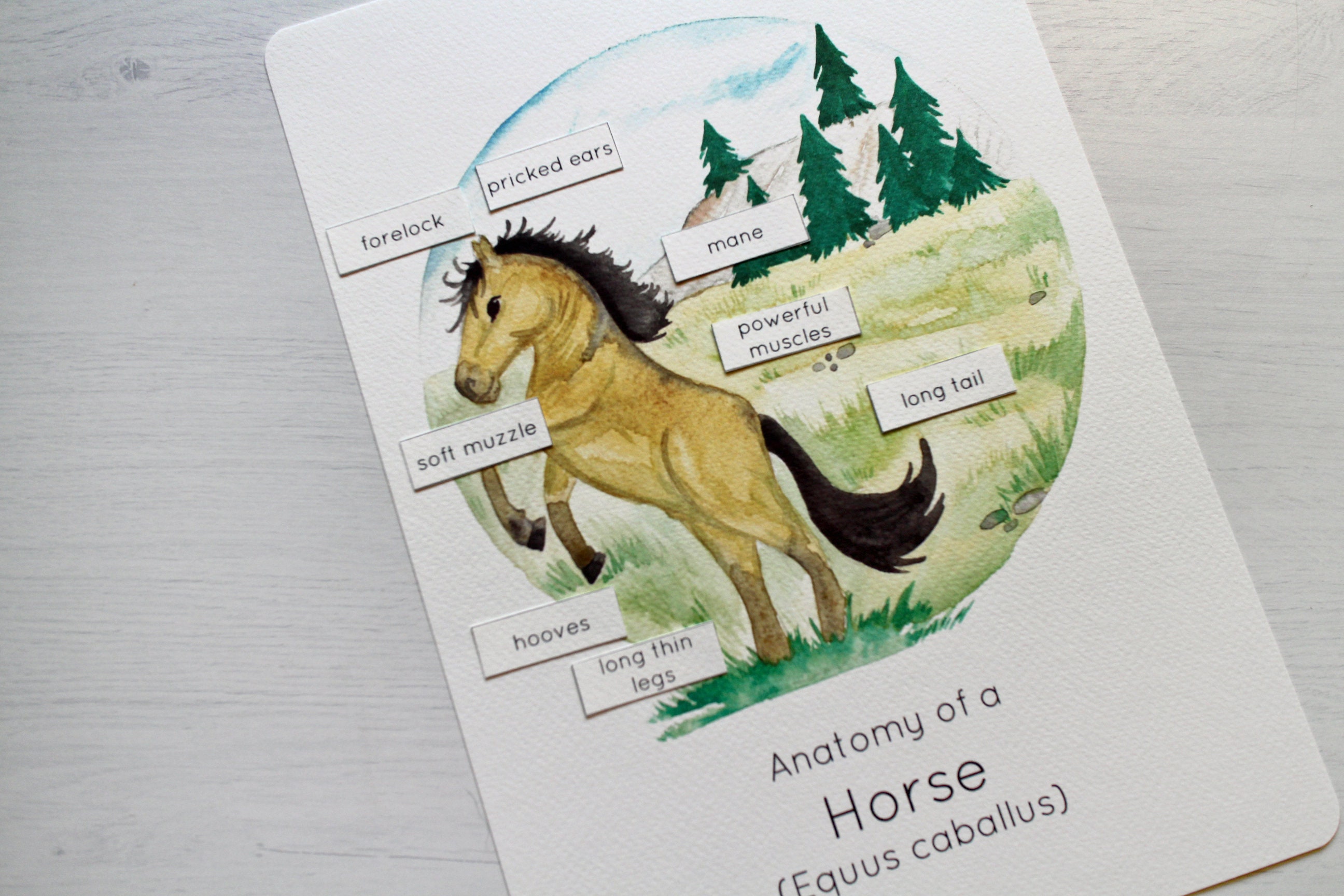 Horse Anatomy Interactive Printable Poster Anatomy of a | Etsy