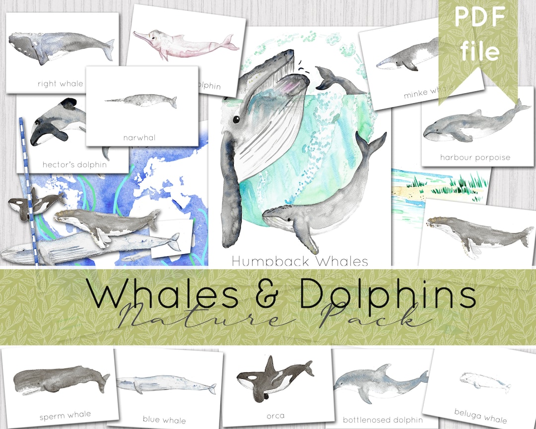 Whales and Dolphins Nature Pack | Marine Biology, Ocean Mammals and ...