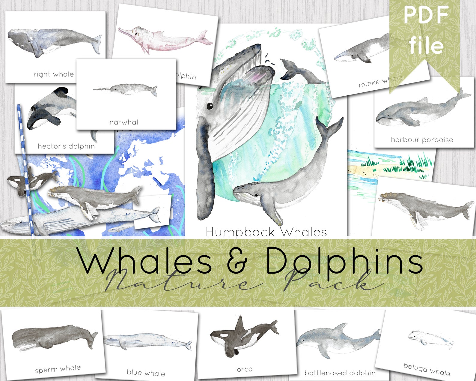 Whales and Dolphins Nature Pack Marine Biology Ocean | Etsy